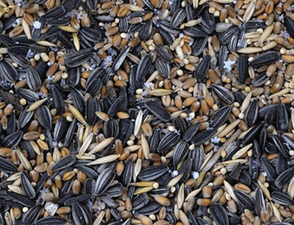 Wild Bird Feeding Preference Guide - Northwest Seed & Pet
