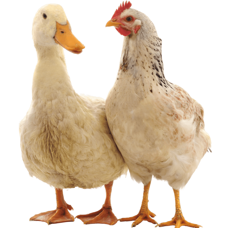 Wildbird & Poultry - Northwest Seed & Pet